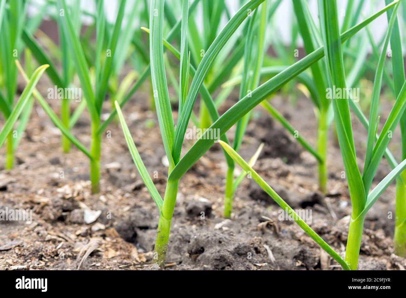 organically cultivated garlic plantation in the vegetable garden ...