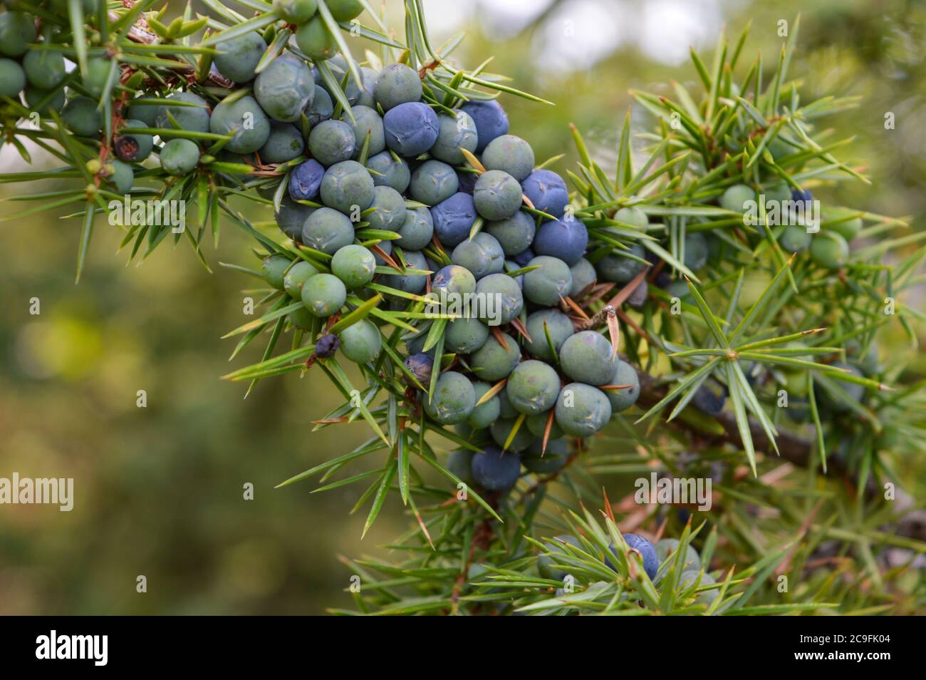Cones and leaves of juniperus communis hi-res stock photography and ...