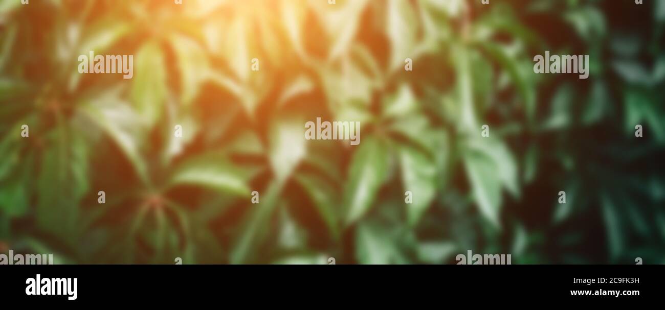 Big green bush with large leaves, beautiful green bush background ...