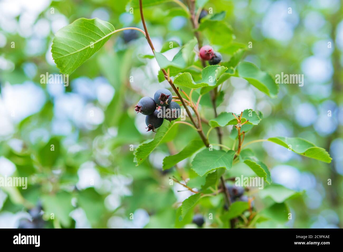Juneberry tree hi-res stock photography and images - Alamy