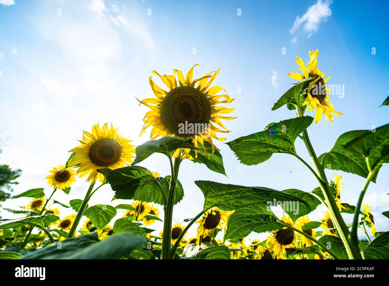 Georgia sunflowers hi-res stock photography and images - Alamy