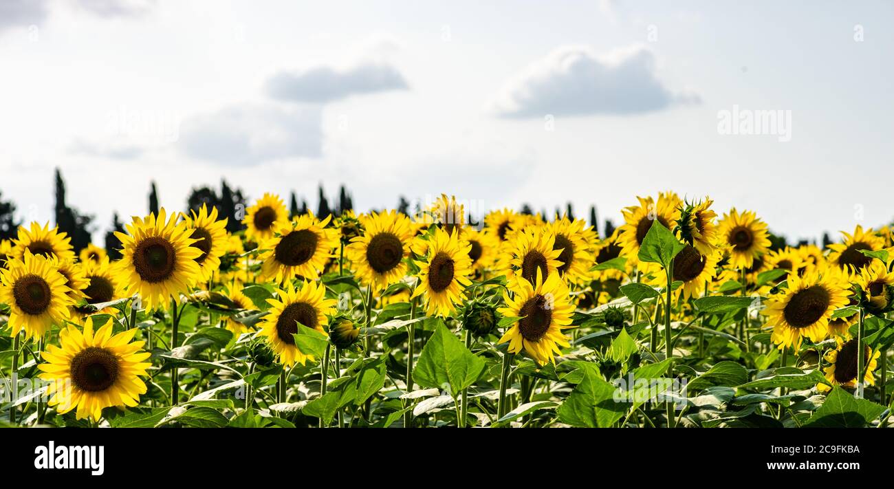 Georgia sunflowers hi-res stock photography and images - Alamy