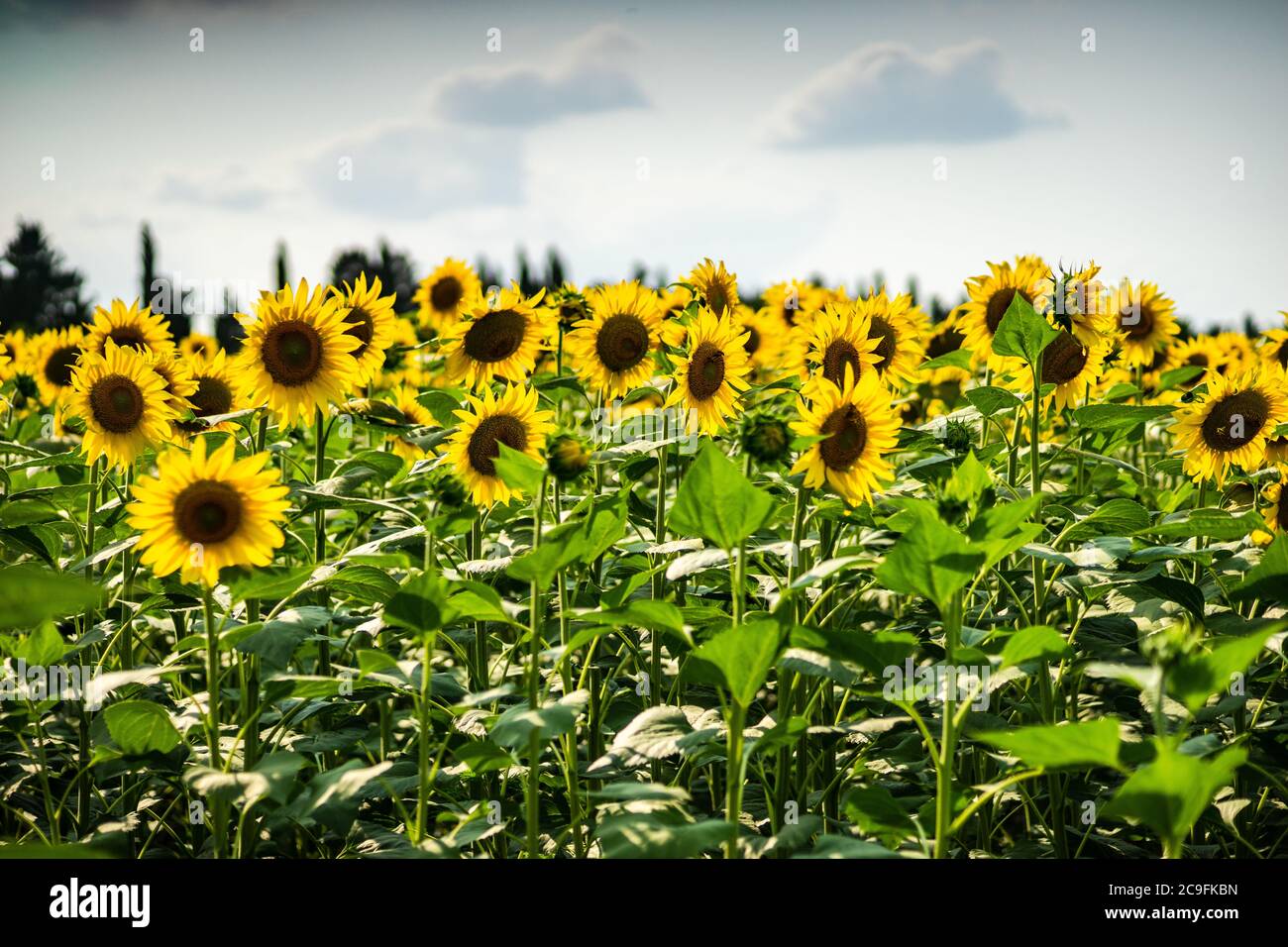 Georgia sunflowers hi-res stock photography and images - Alamy