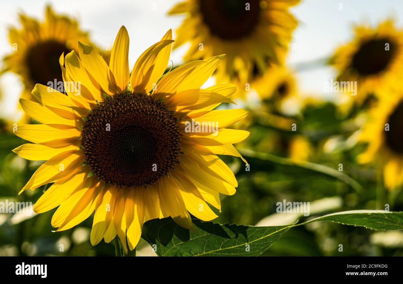 Georgia sunflowers hi-res stock photography and images - Alamy