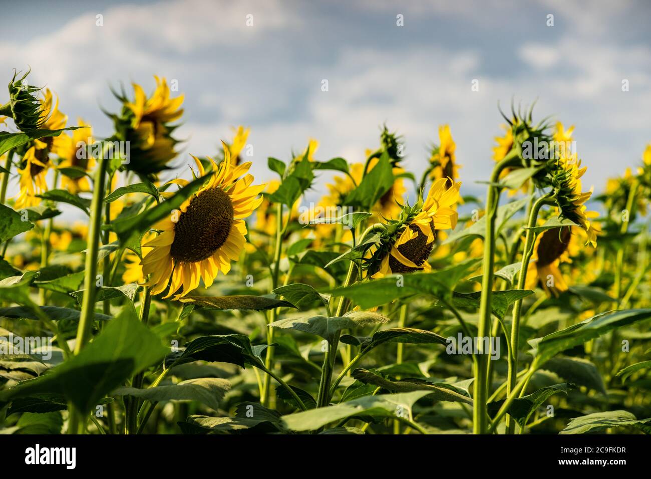 Georgia sunflowers hi-res stock photography and images - Alamy