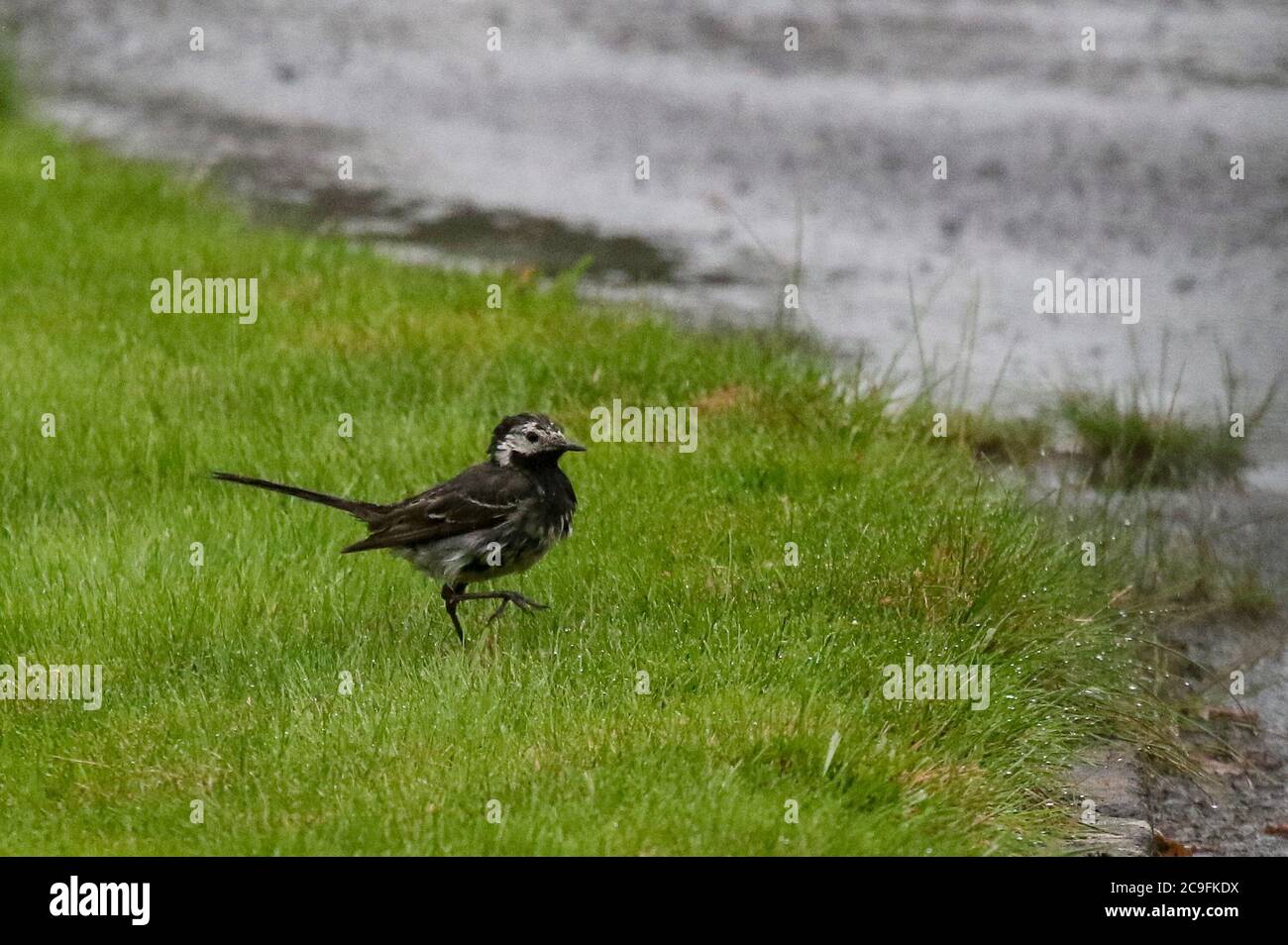 Slow moving insects hi-res stock photography and images - Alamy