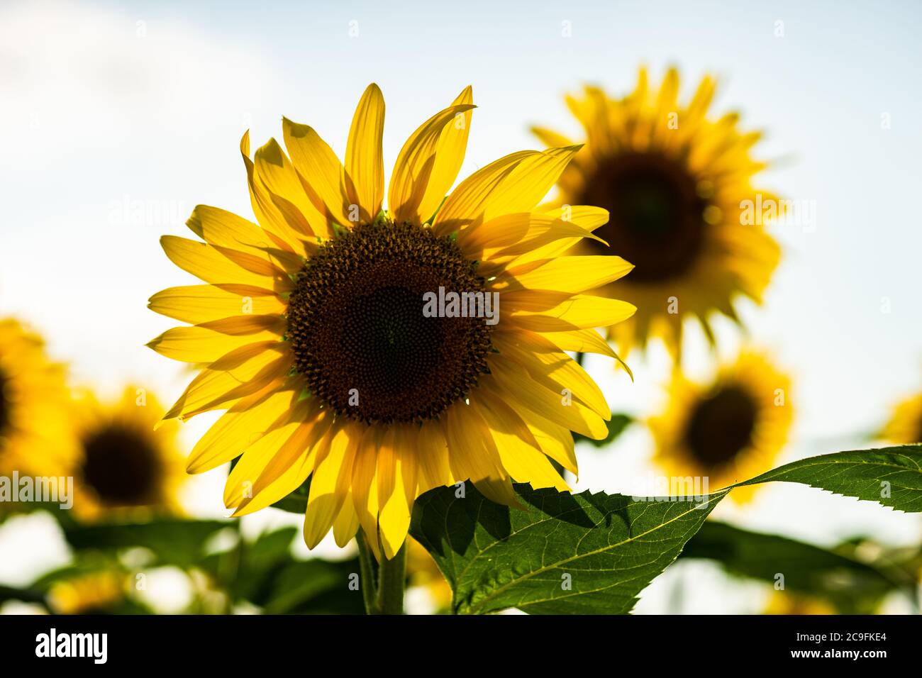 Georgia sunflowers hi-res stock photography and images - Alamy