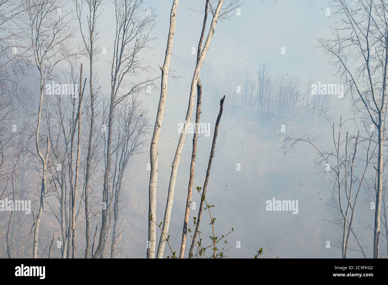 Forest covered with dense smoke after the fire Stock Photo - Alamy