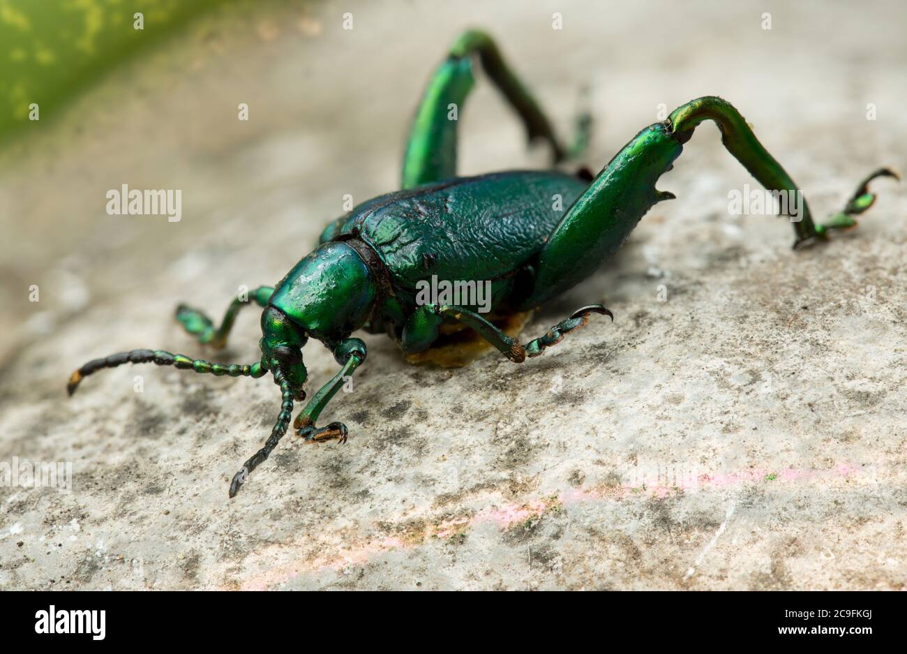 Macro image of a green legged frog beetle (Sagra buqueti) Sagra buqueti ...