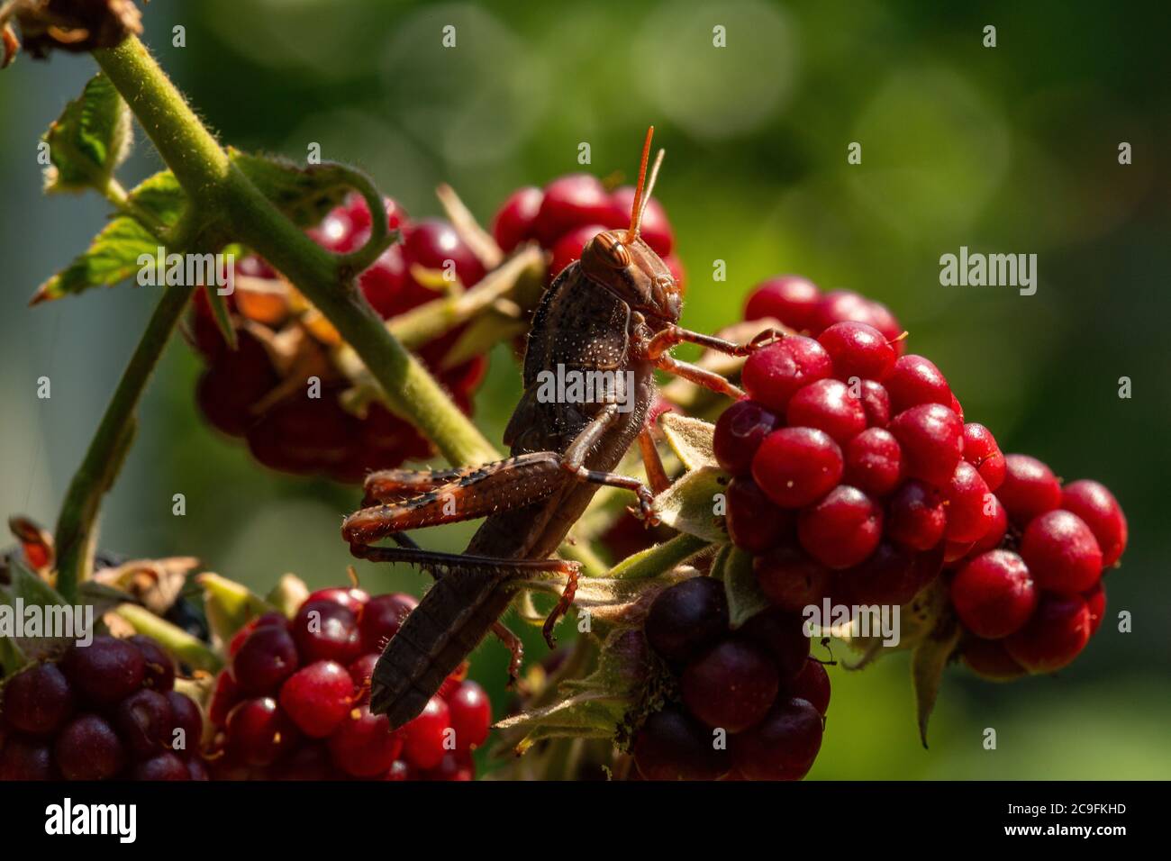 The desert locust (Schistocerca gregaria is a species of locust, a ...