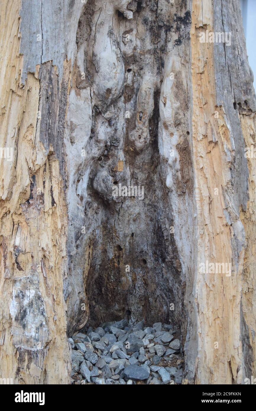 Vertical shot of a big open tree trunk with crushed stones in the ...