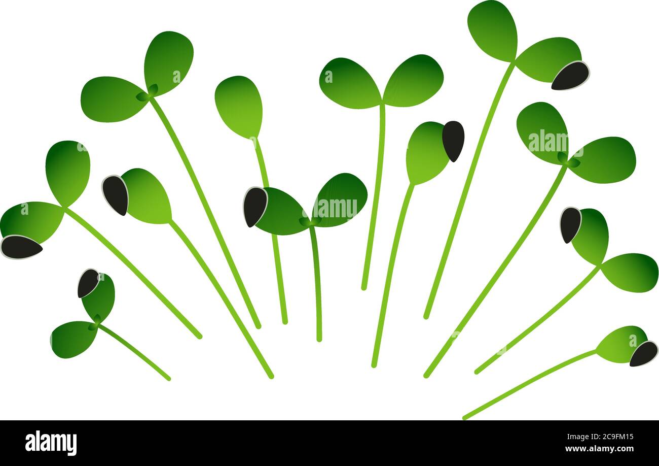 Microgreens Stock Vector Images - Alamy