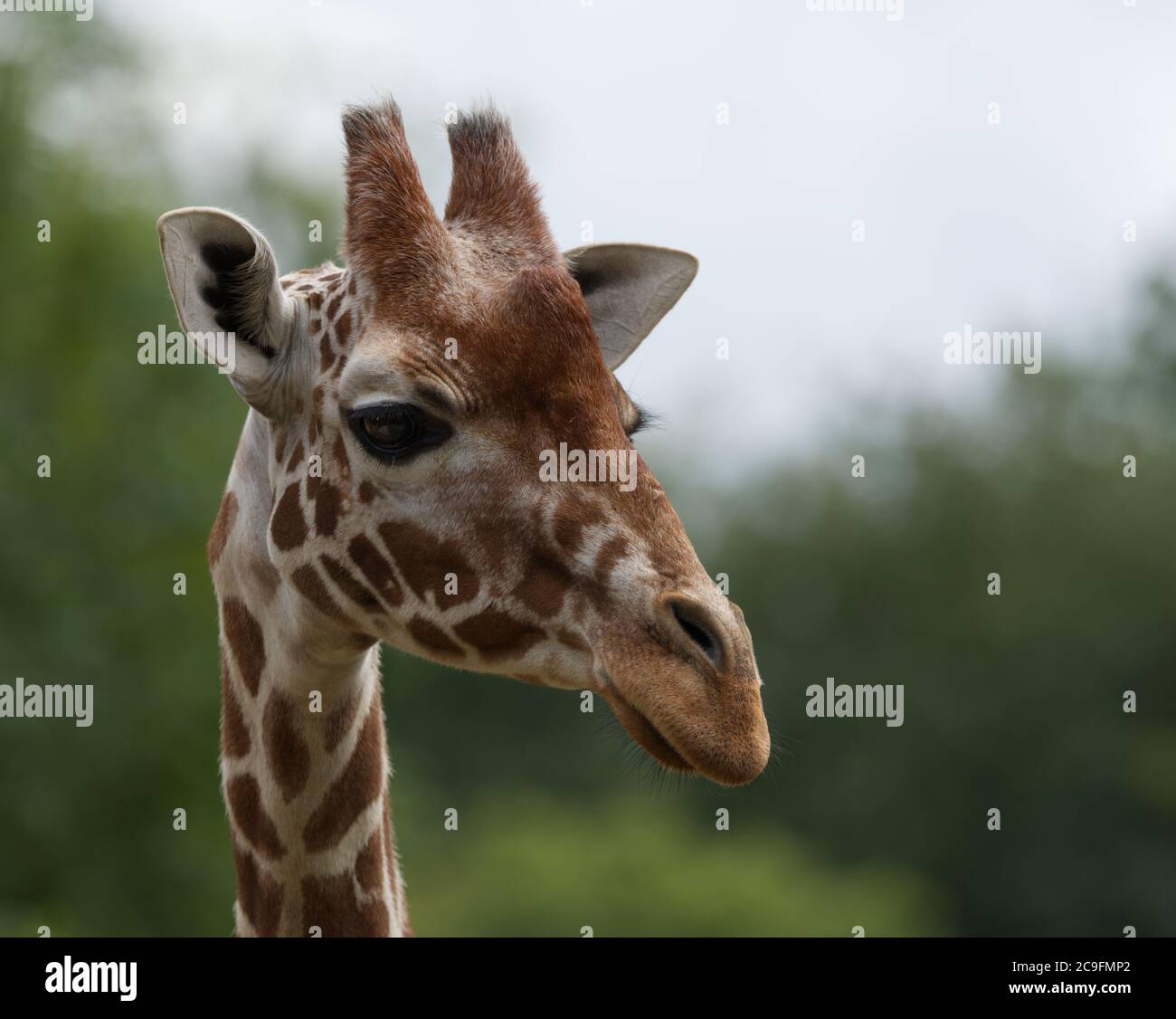 close up of giraffes head isolated Stock Photo - Alamy