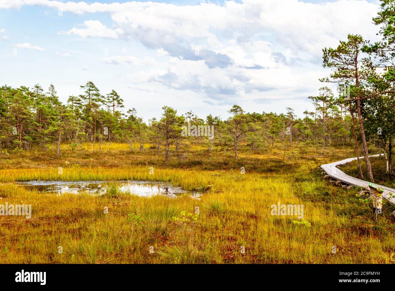 Summer scenery of peat bog lake and plank-way Stock Photo - Alamy