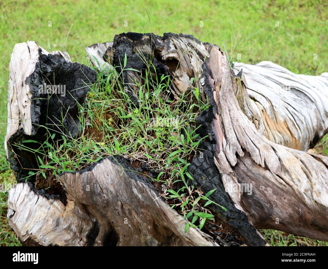 Grass growing in a decomposed old tree root in a dam catchment area ...