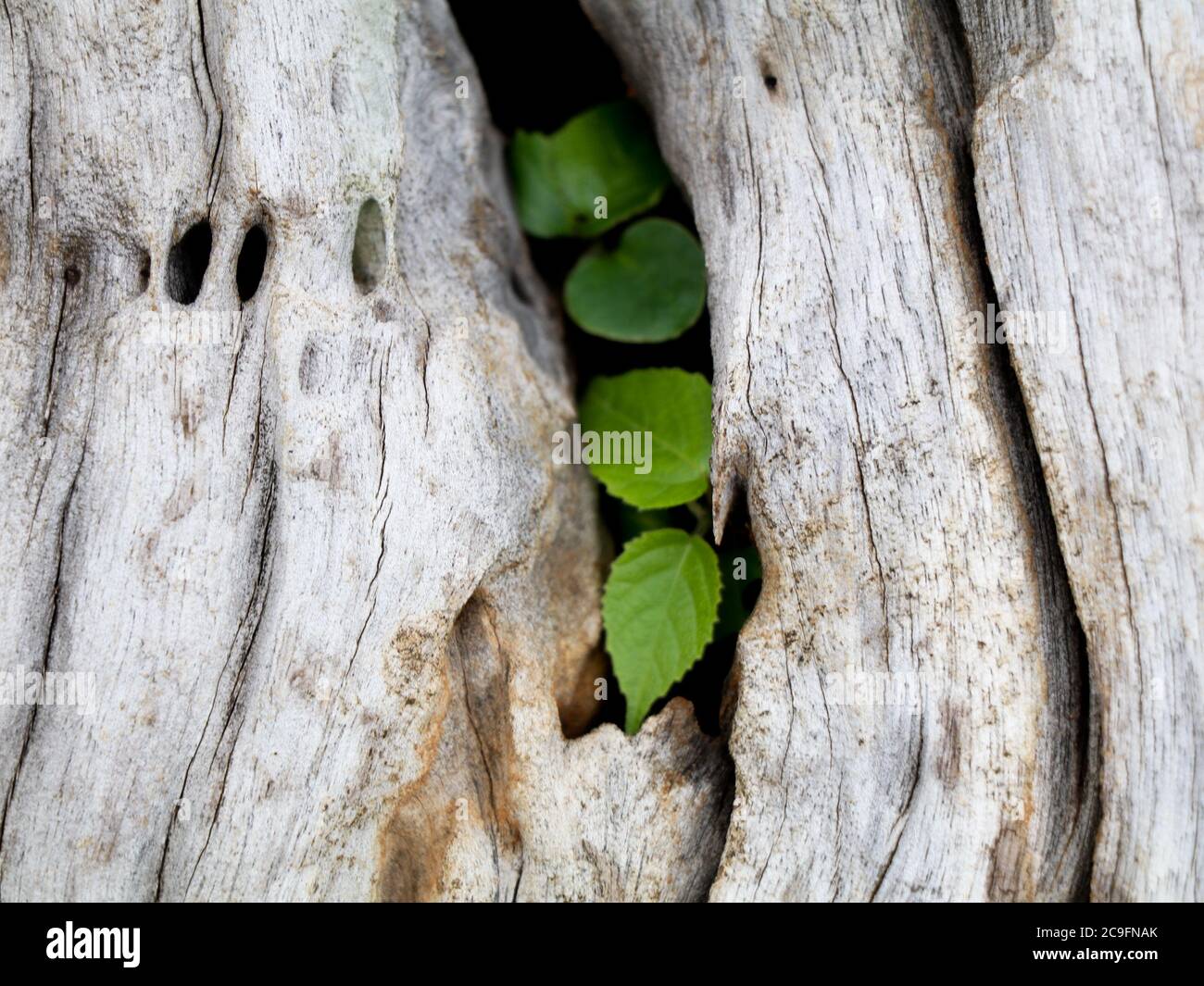 Grass growing in a decomposed old tree root in a dam catchment area ...