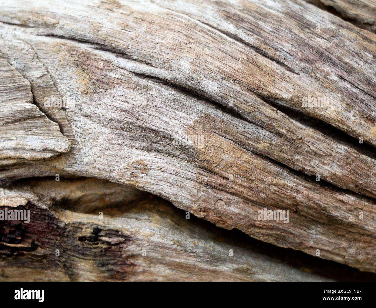 Surface of an old decomposed wood trunk as texture, background Stock ...