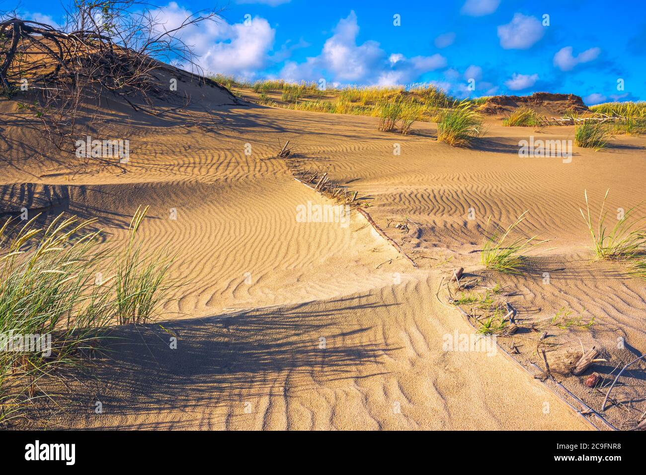 Beautiful Grey Dunes, Dead Dunes at the Curonian Spit in Nida, Neringa ...