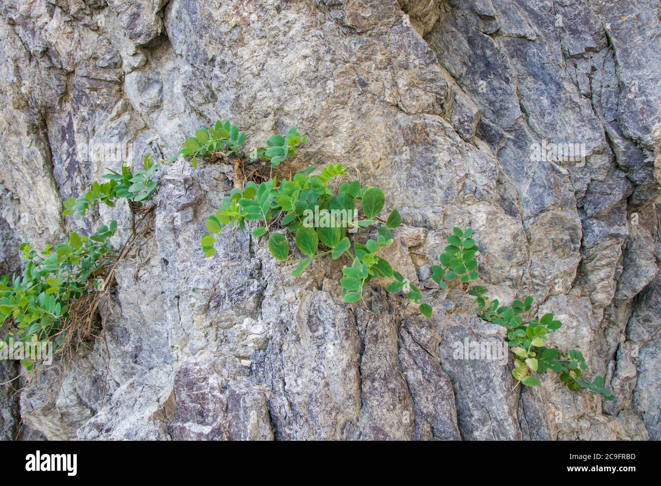 The texture of the rock is gray and paths of small leaves growing on it ...