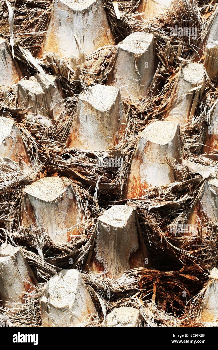 Palmenblaetter hi-res stock photography and images - Alamy