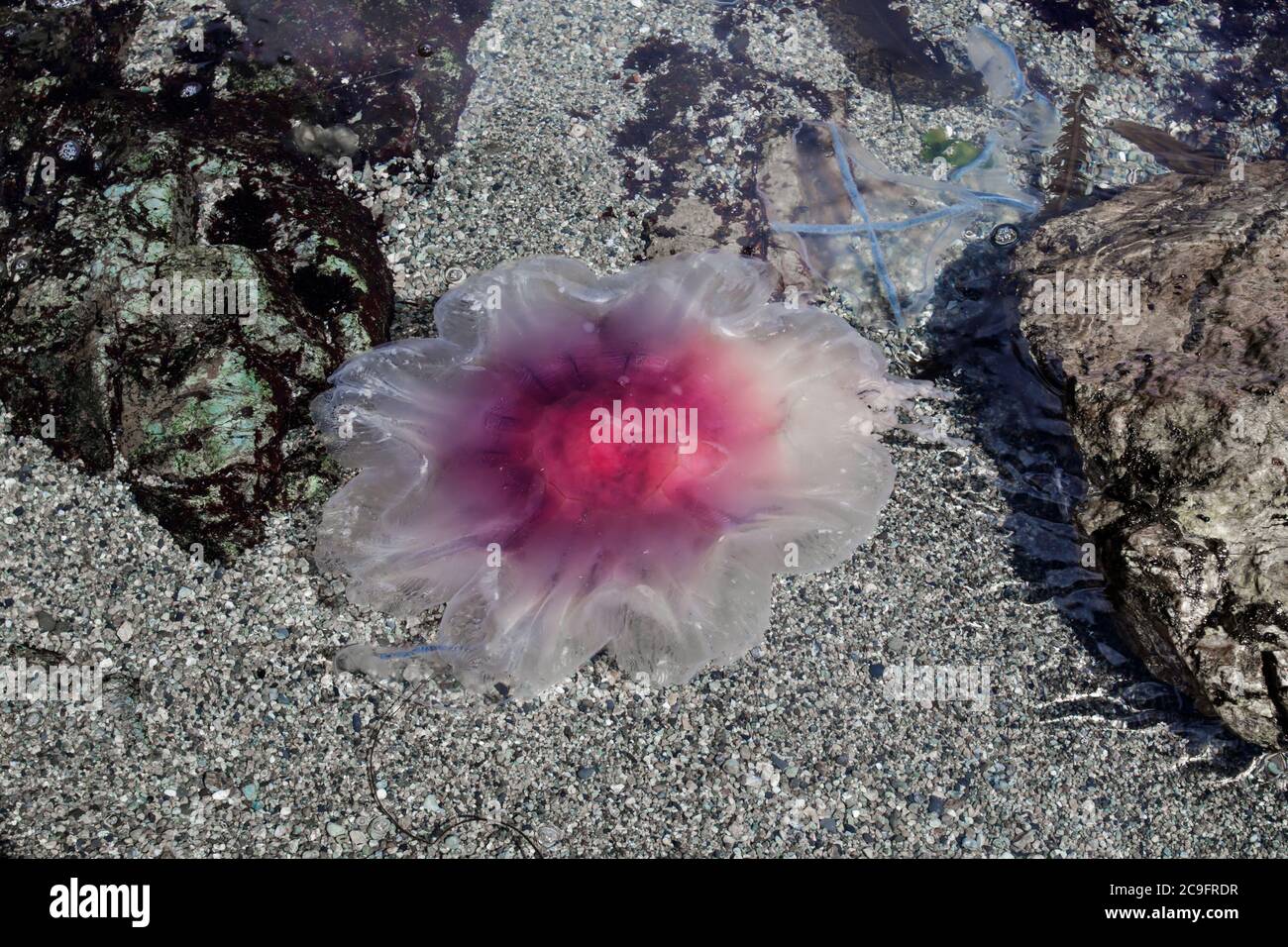 Beautiful jellyfish off the coast of Sakhalin Island, Russia. Cyanea ...