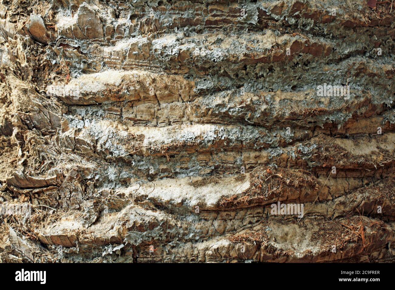 Palmenblaetter hi-res stock photography and images - Alamy