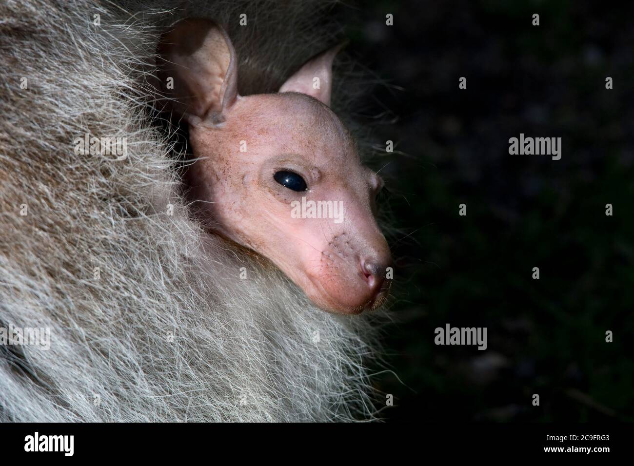 Newborn Baby Kangaroo