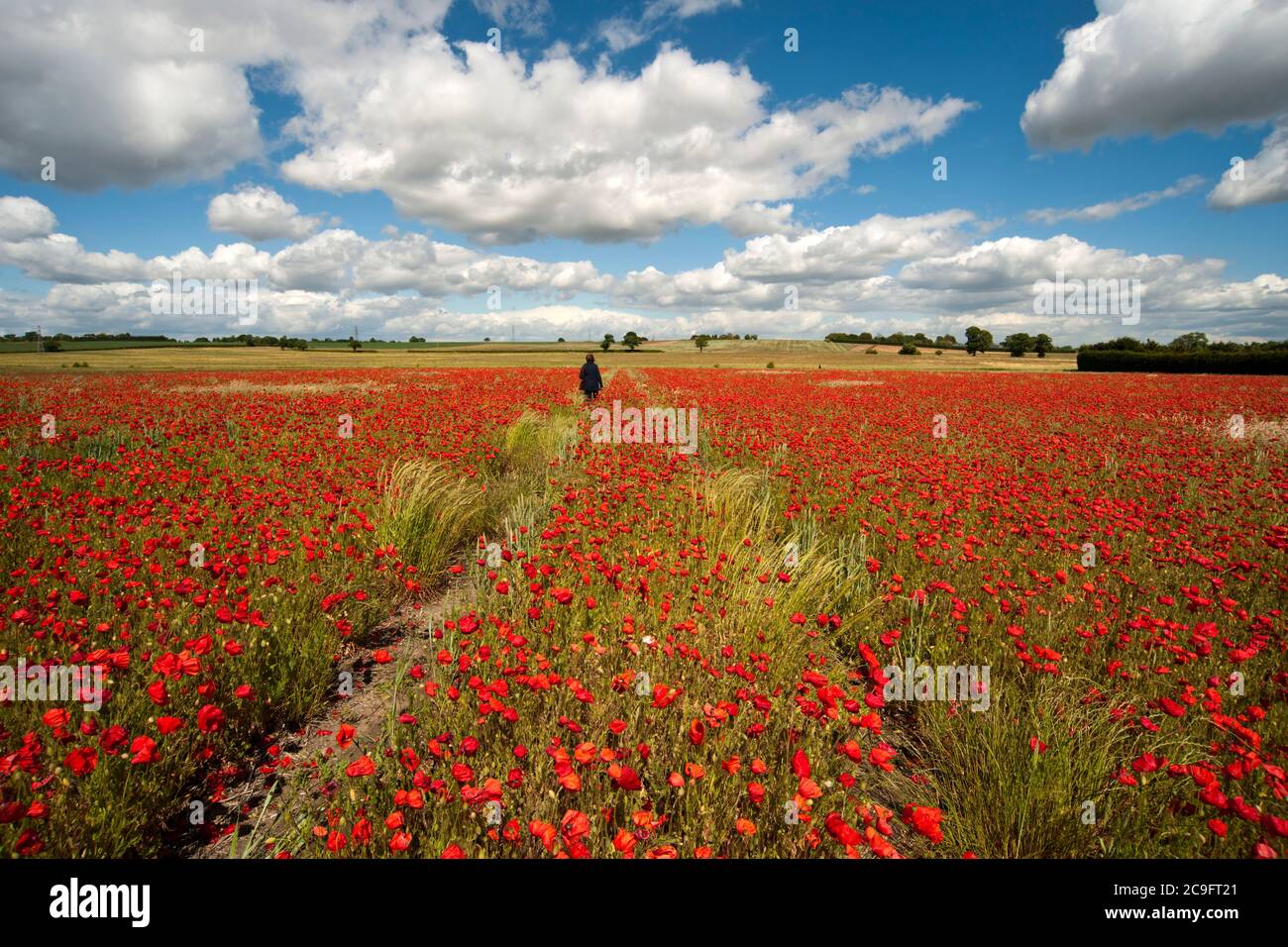 Poppy Fields High Resolution Stock Photography and Images - Alamy