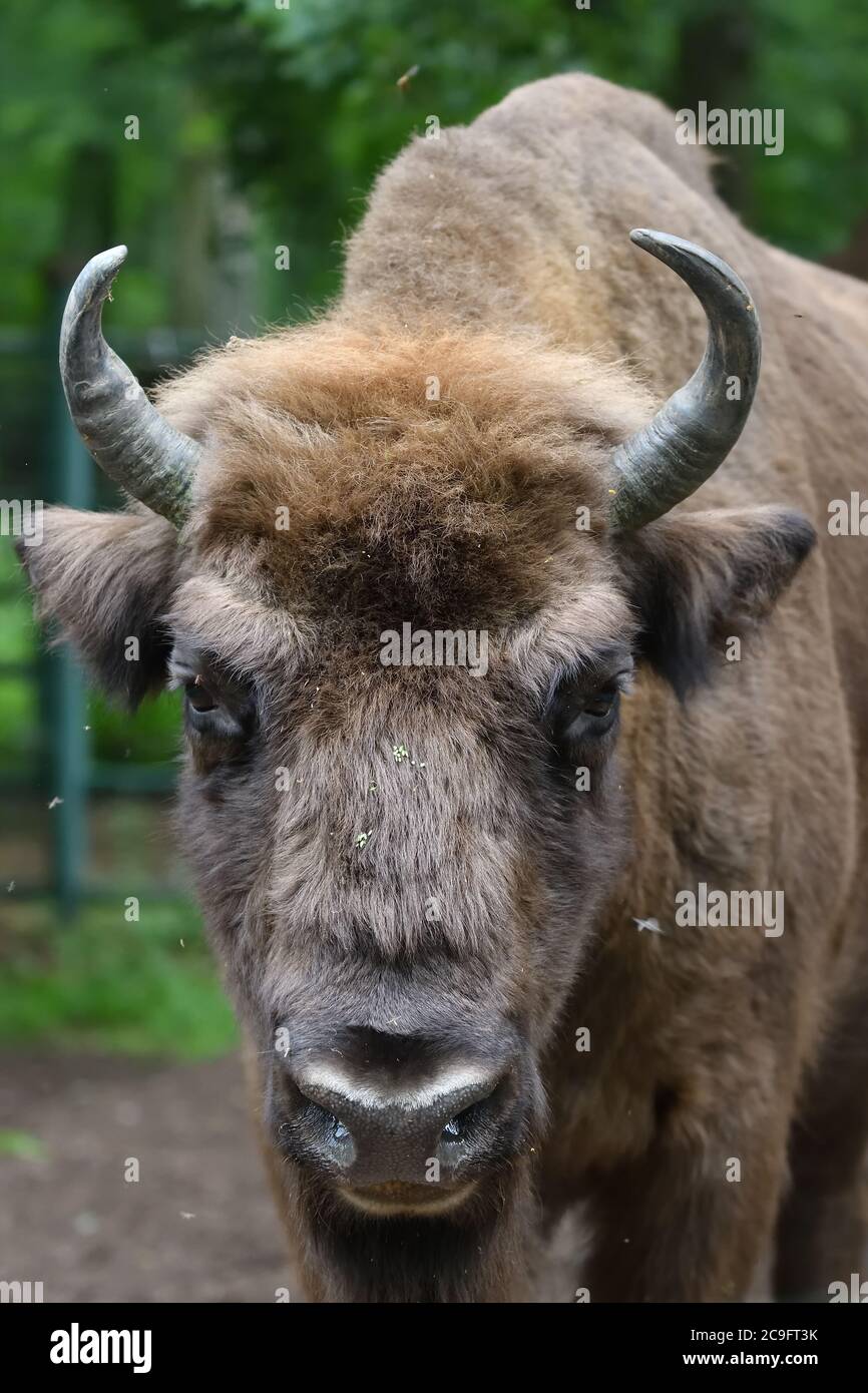 Portrait of the european bison (Bison bonasus), also known as Wisent or the European wood bison ...