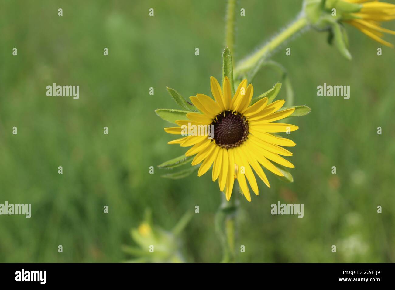 Prairie compass hi-res stock photography and images - Alamy