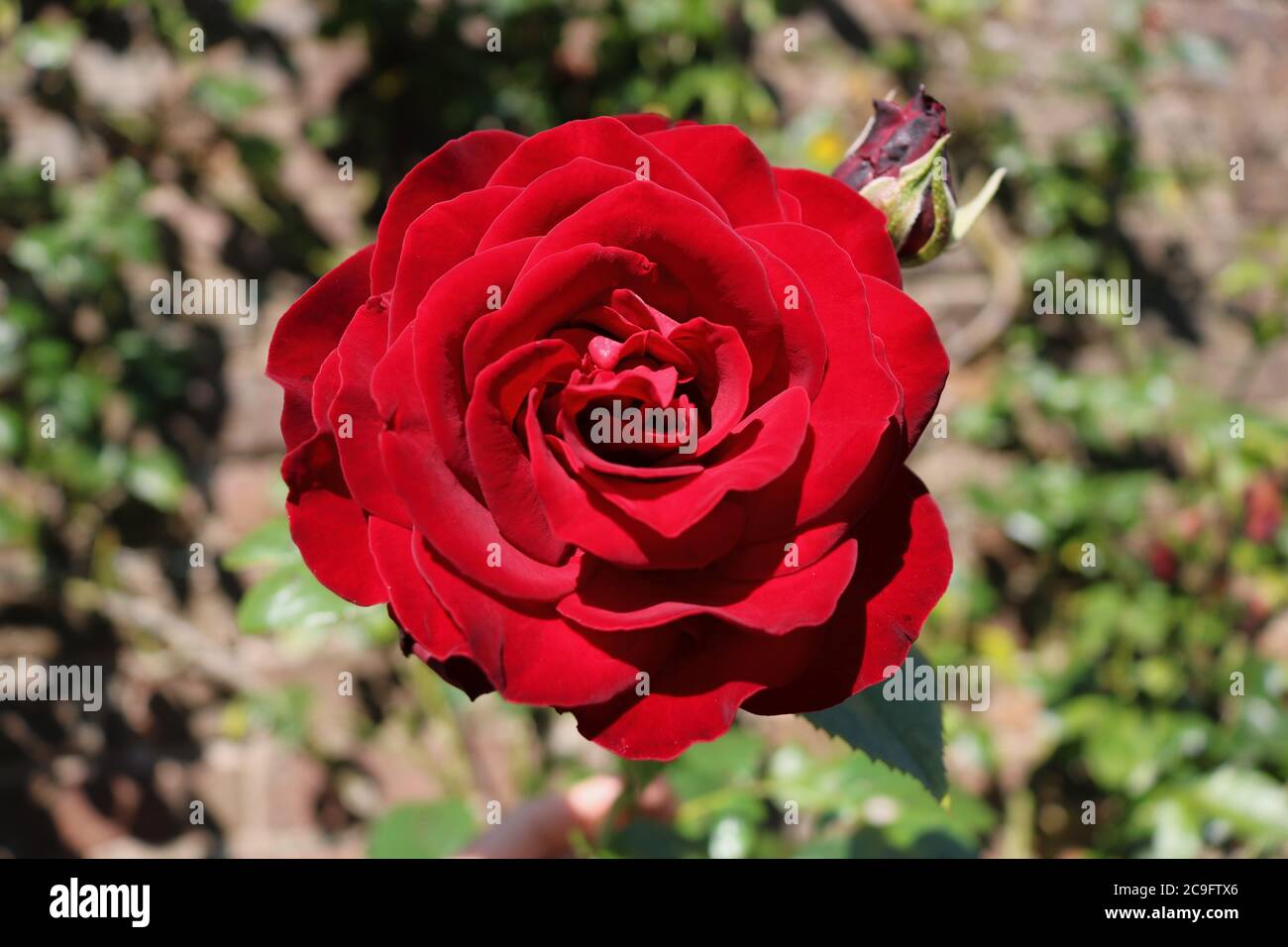 Red rose in full bloom hi-res stock photography and images - Alamy