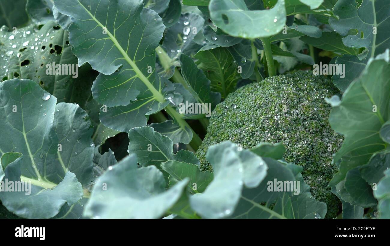 Cauliflower plant with young cauliflower head. Brassica oleracea Stock Photo - Alamy