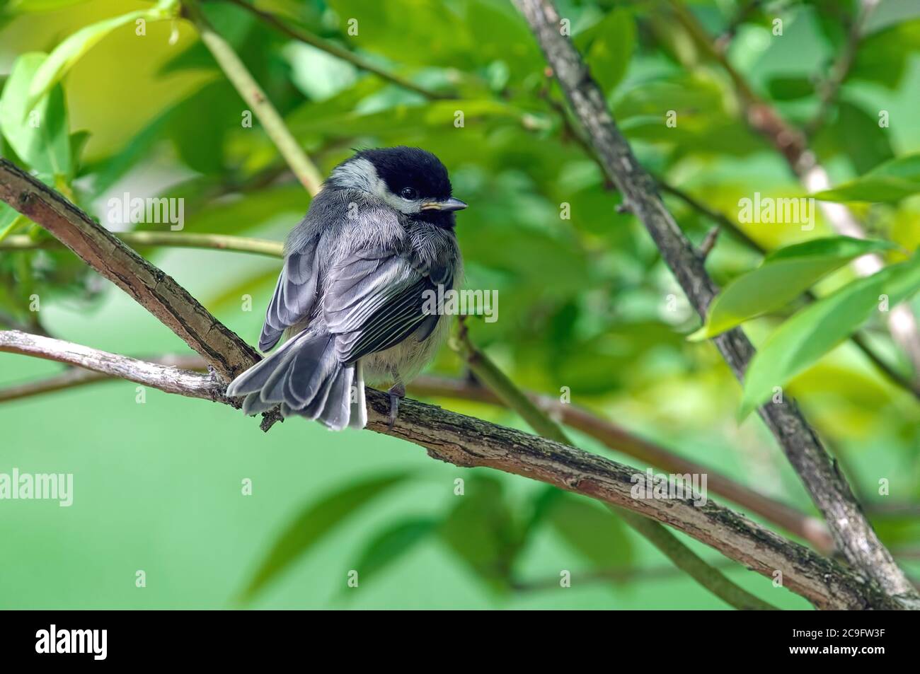 Baby Chickadee