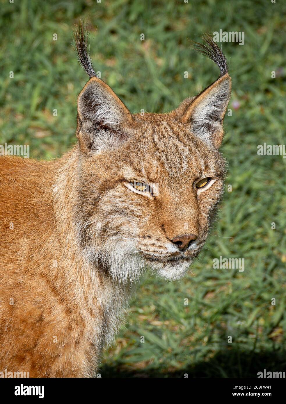 Lynx boreal hi-res stock photography and images - Alamy