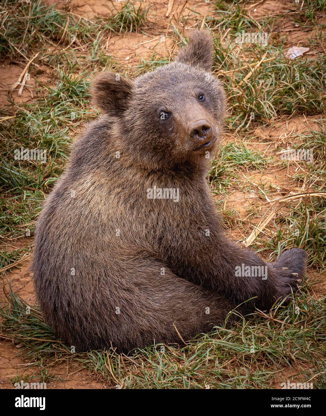 Baby bear sitting on the floor and looking at the camera Stock Photo ...