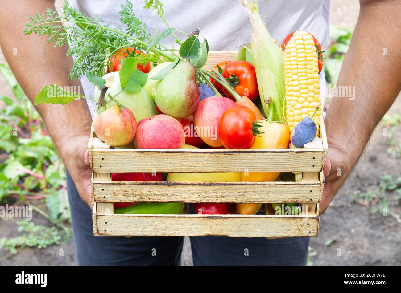 Man holding rustic crate full of fresh eco vegetables and fruits ...