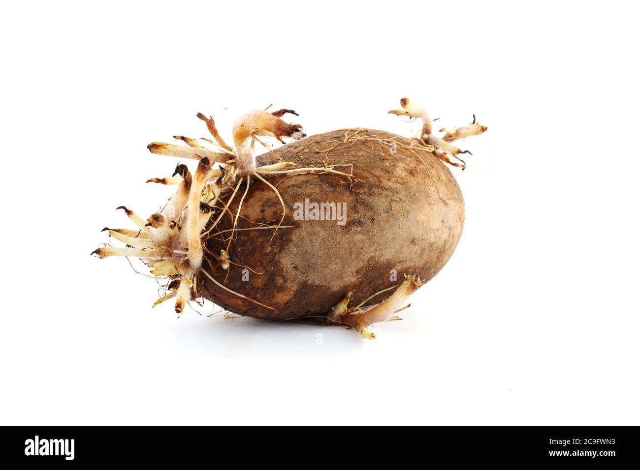 Potatoes growing sprouts on Cut Out Stock Images & Pictures - Alamy