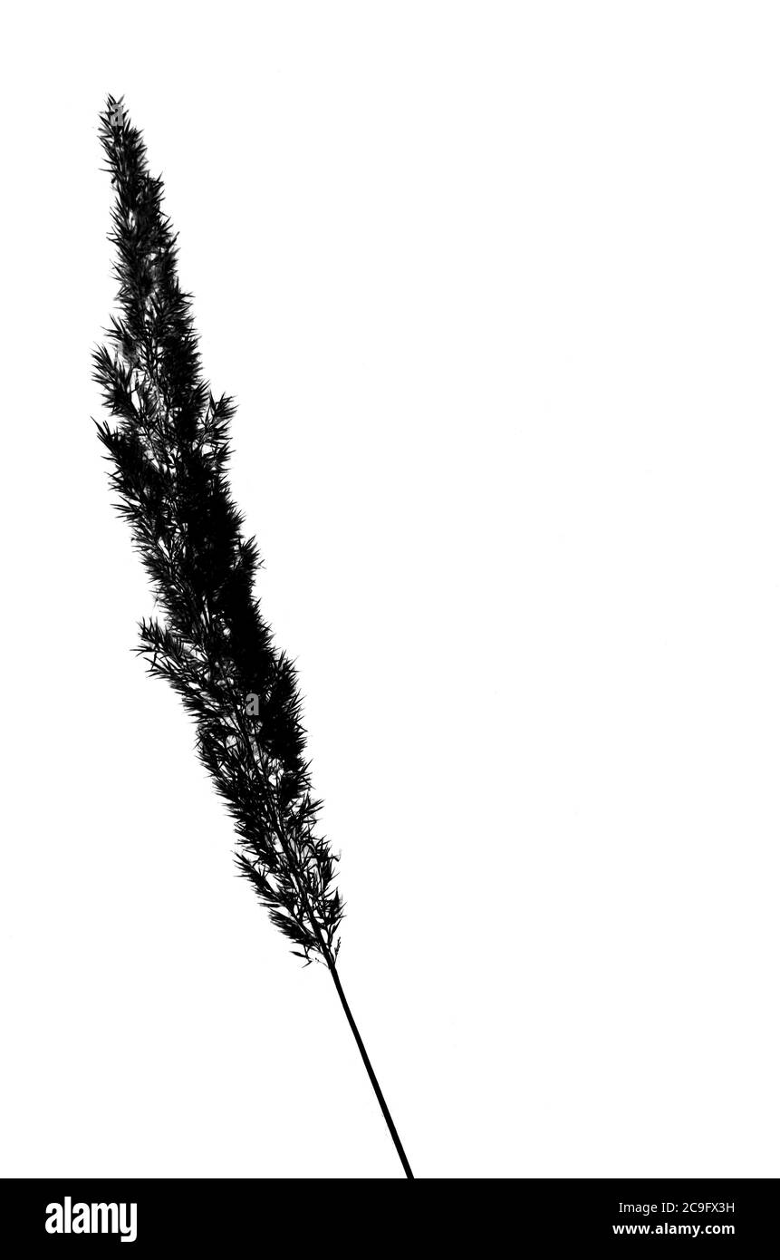 Sedge reed Black and White Stock Photos & Images - Alamy