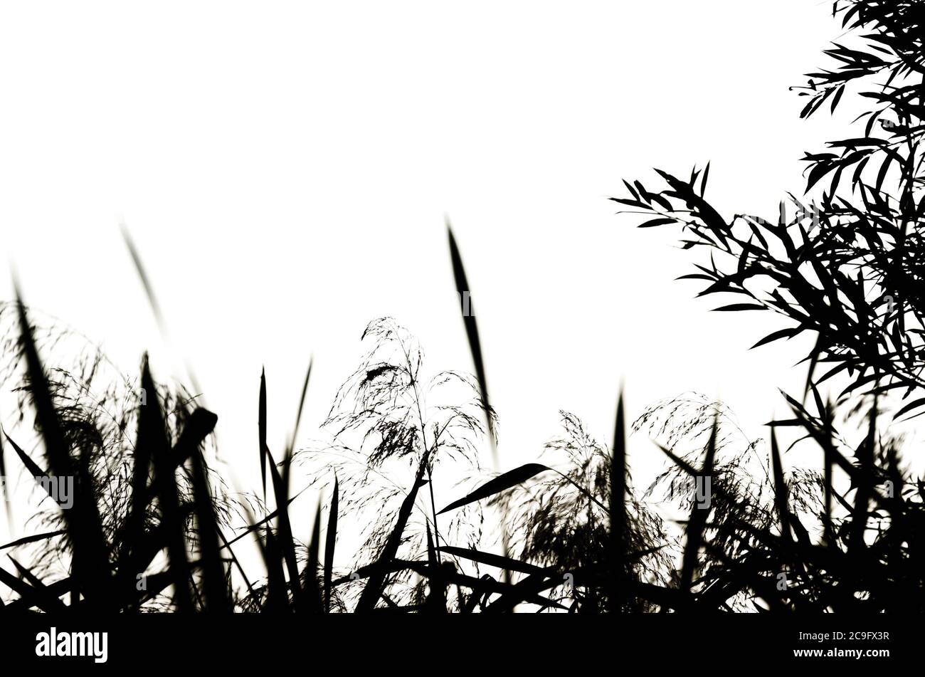 Reed silhouettes isolated on white background. Natural black and white ...
