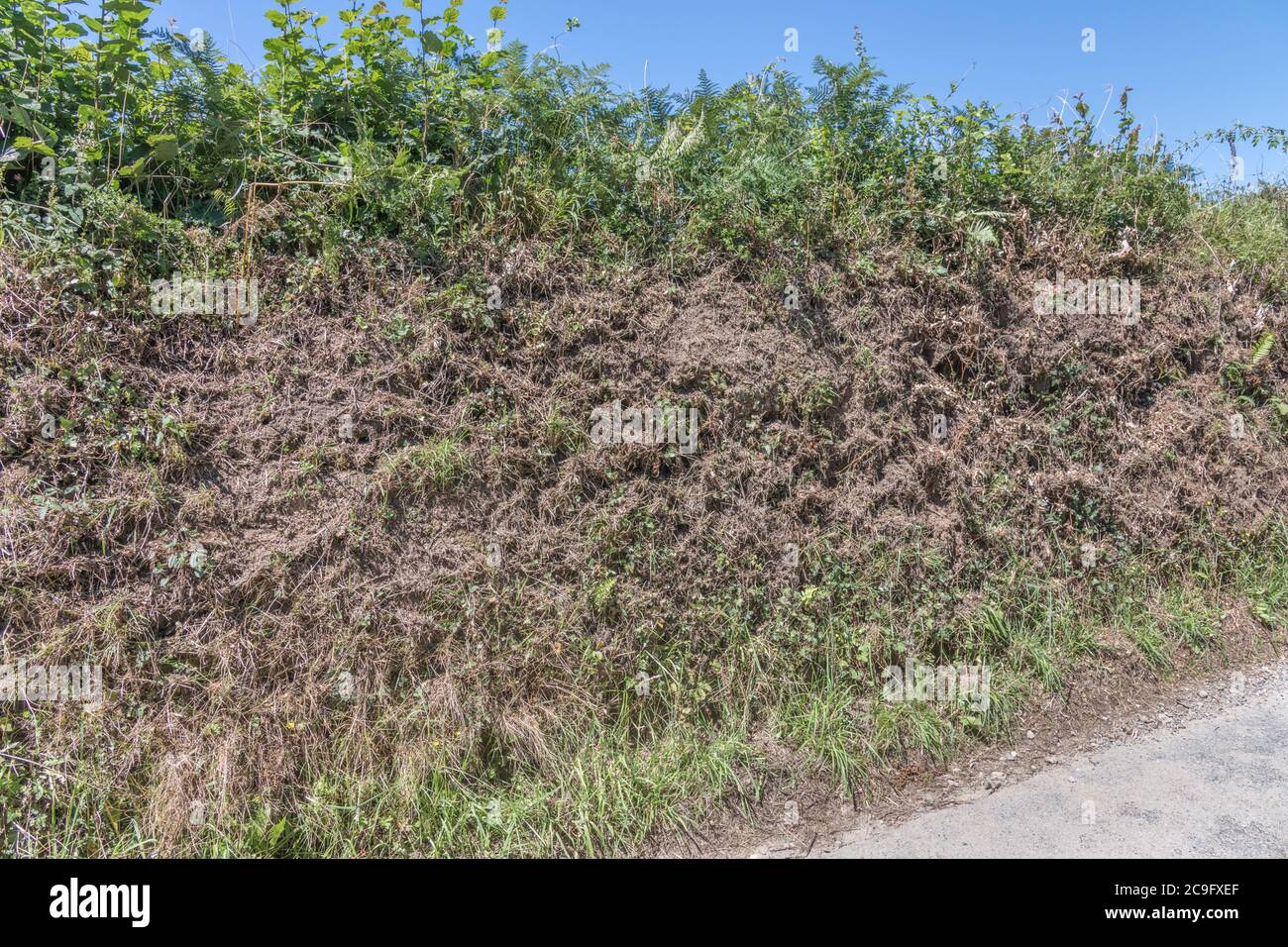 Flailing hedges hi-res stock photography and images - Alamy