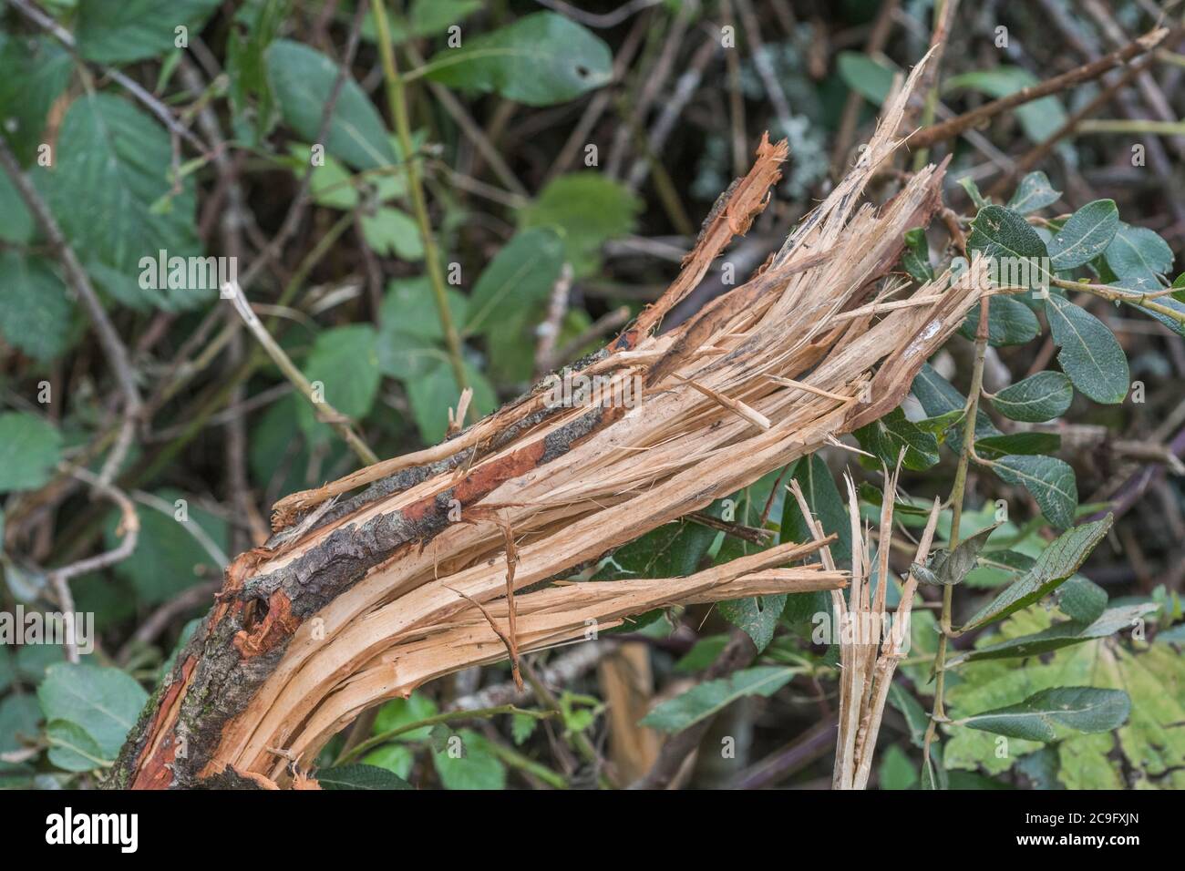Cornwall hedge flail damage hi-res stock photography and images - Alamy