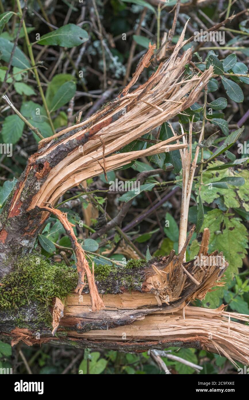 Example of mechanised hedge cut with a flail, where smaller shrub ...