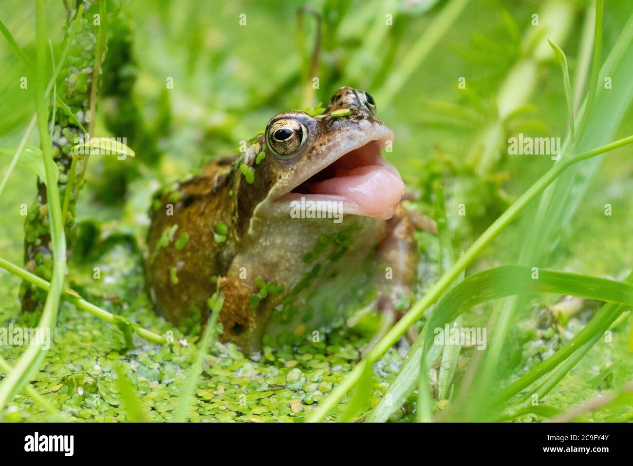 Frog tongue hi-res stock photography and images - Alamy