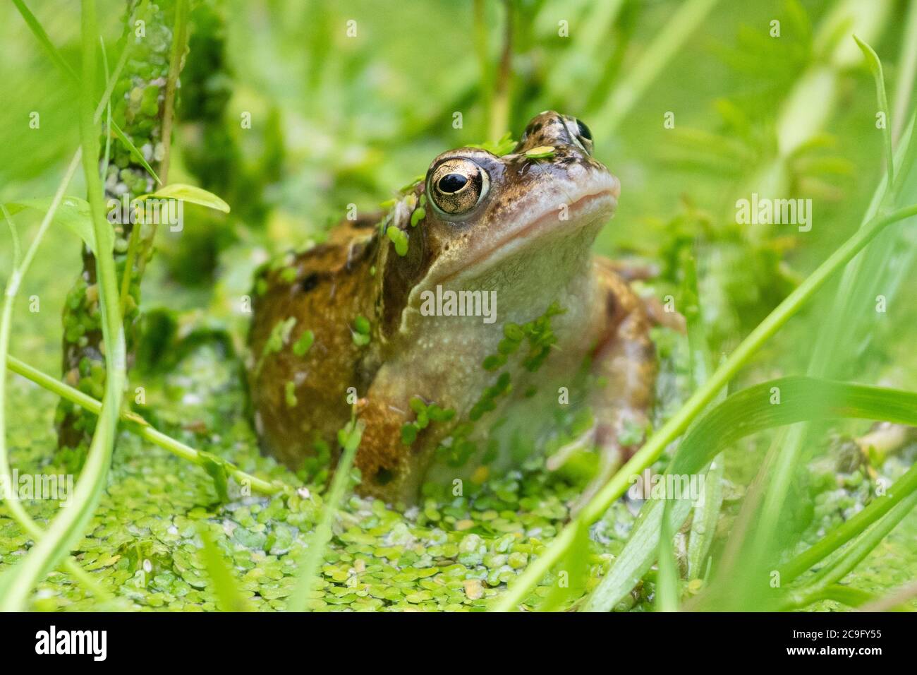 Killearn, Stirlingshire, Scotland, UK. 31st July, 2020. UK weather - a ...