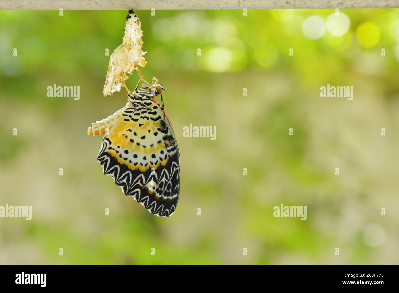 butterfly metamorphosis from cocoon and prepare to flying on aluminum ...