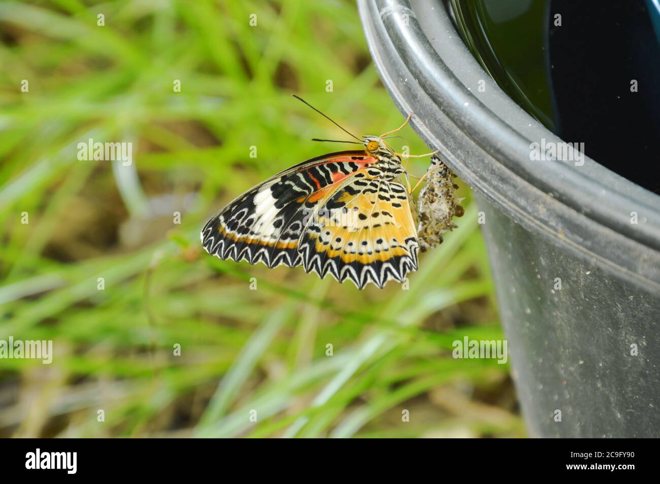 Metamorphosis bug shadow hi-res stock photography and images - Alamy