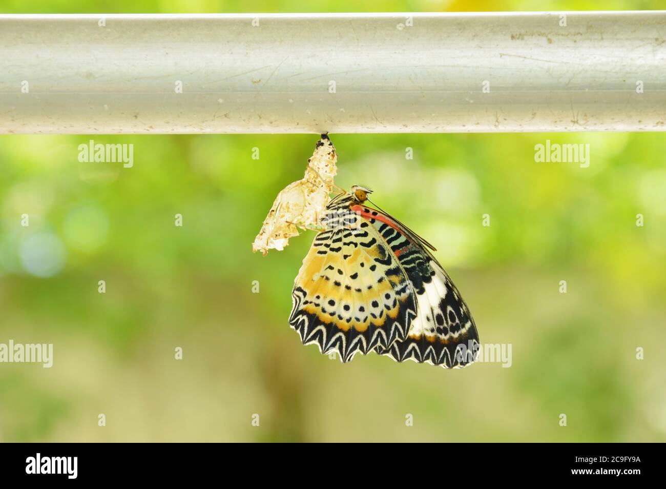 butterfly metamorphosis from cocoon and prepare to flying on aluminum ...