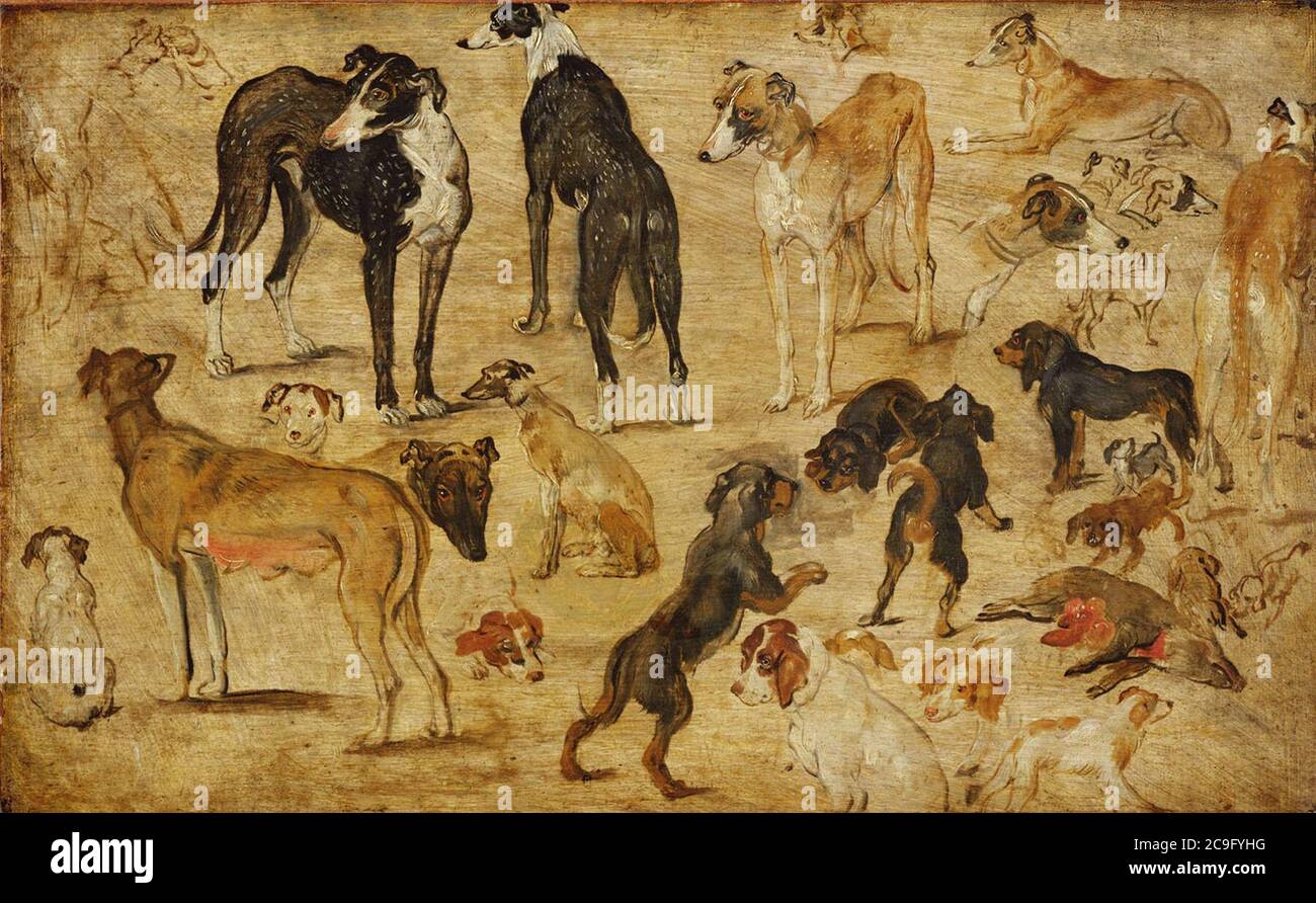 Jan Brueghel (I) - Studies of animals (dogs Stock Photo - Alamy