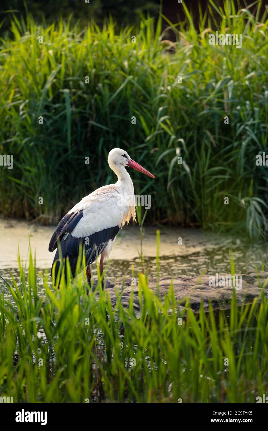 A white stork standing in its natural habitat Stock Photo - Alamy