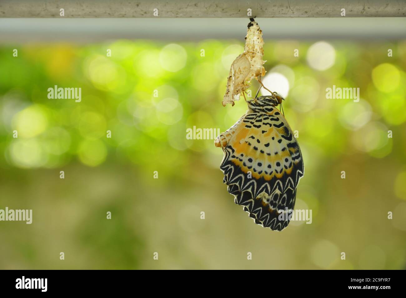 butterfly metamorphosis from cocoon and prepare to flying on aluminum ...